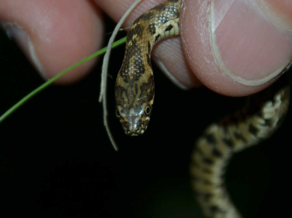 Viperine Snake from 34380 Mas-de-Londres, France on September 10, 2022 ...