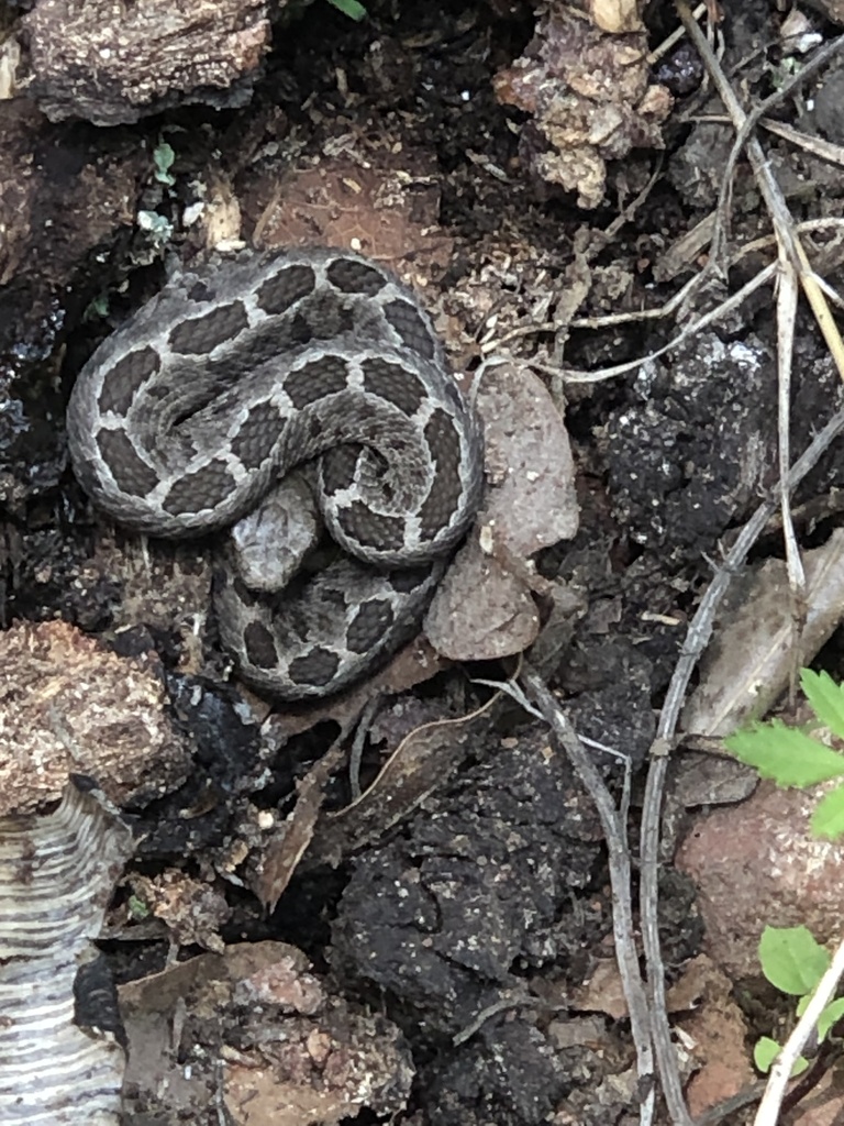 Mexican Pygmy Rattlesnake from Parque Estatal Flor del Bosque, Amozoc ...