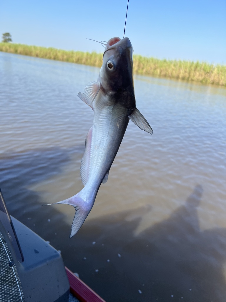 Blue Catfish from Meyer Bayou, Vidor, TX, US on September 10, 2022 at ...