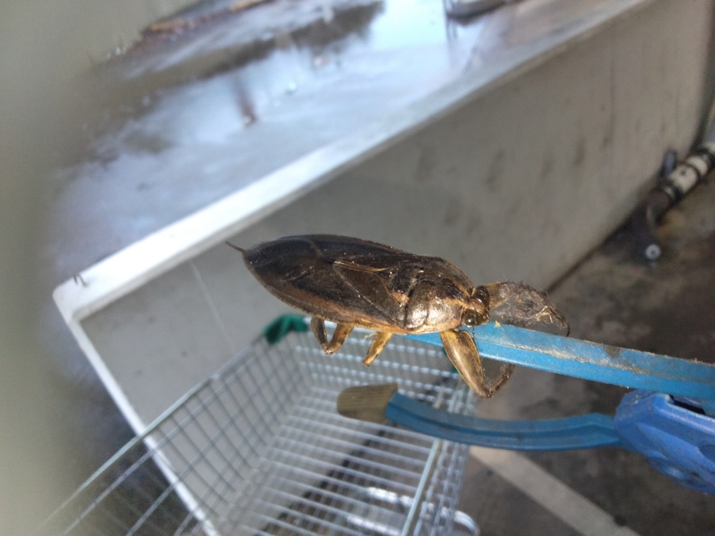 Australian-Asian Giant Water Bug from Redland Bay on February 24, 2022 ...