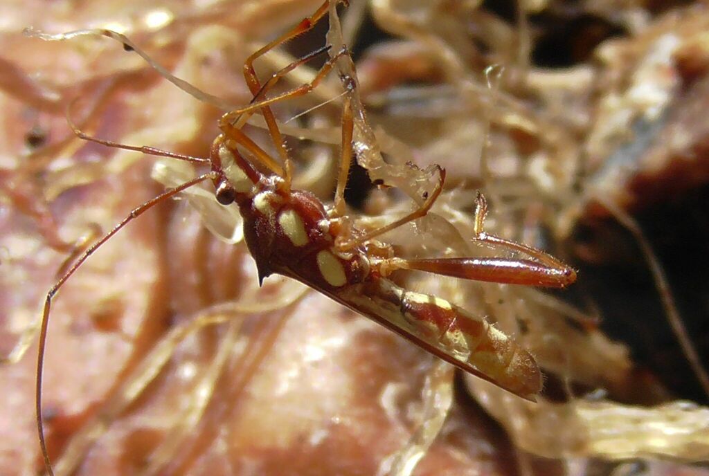 Riptortus from Watsonville QLD 4887, Australia on September 11, 2022 at ...