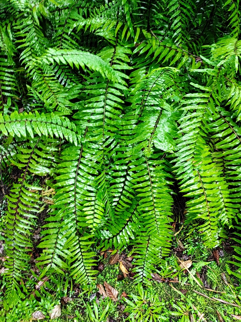 Broad Sword Fern from 100台灣台北市中正區南門里 on September 11, 2022 at 10:15 AM ...