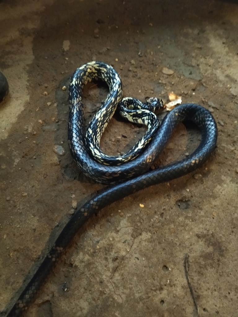 Chicken Snake from 4CC6+W7J, San Diego 6023, Anzoátegui, Venezuela on ...