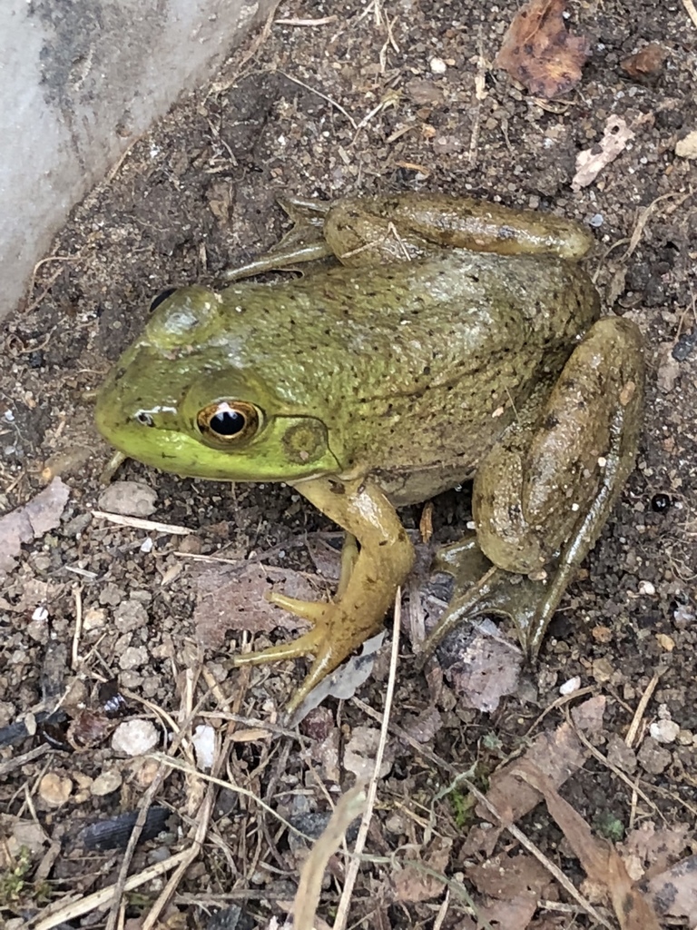 American Water Frogs from 53 Colony Rd, Westminster, MA, US on August ...