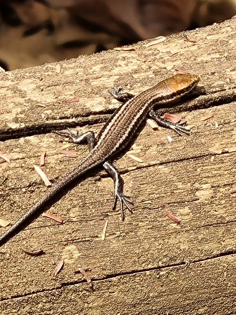 South American Spotted Skink from Água Mineral on September 07, 2022 at ...
