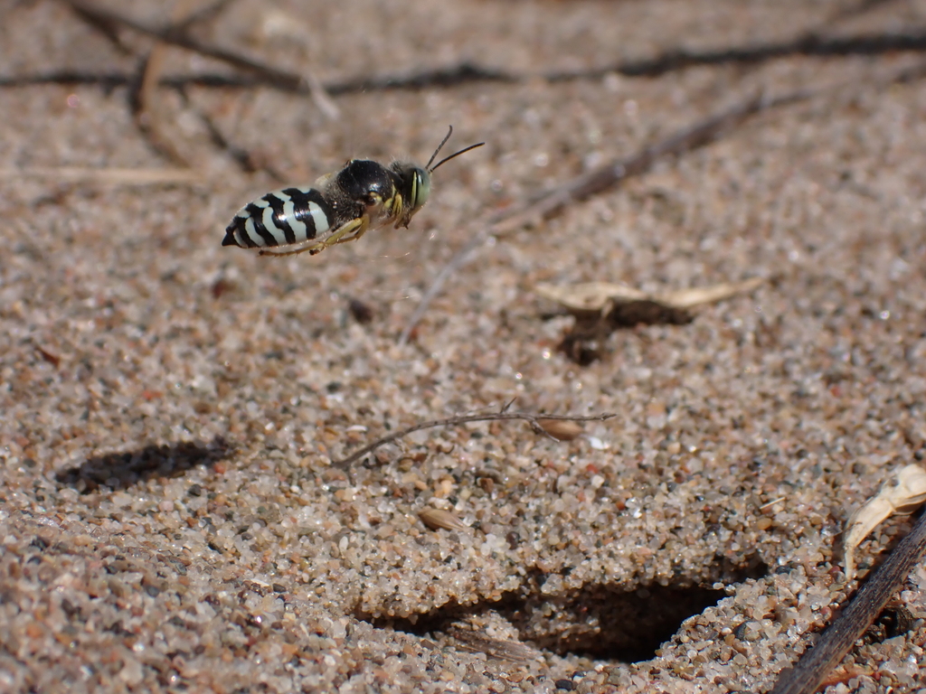 American Sand Wasp from Erie County, PA, USA on September 9, 2022 by ...