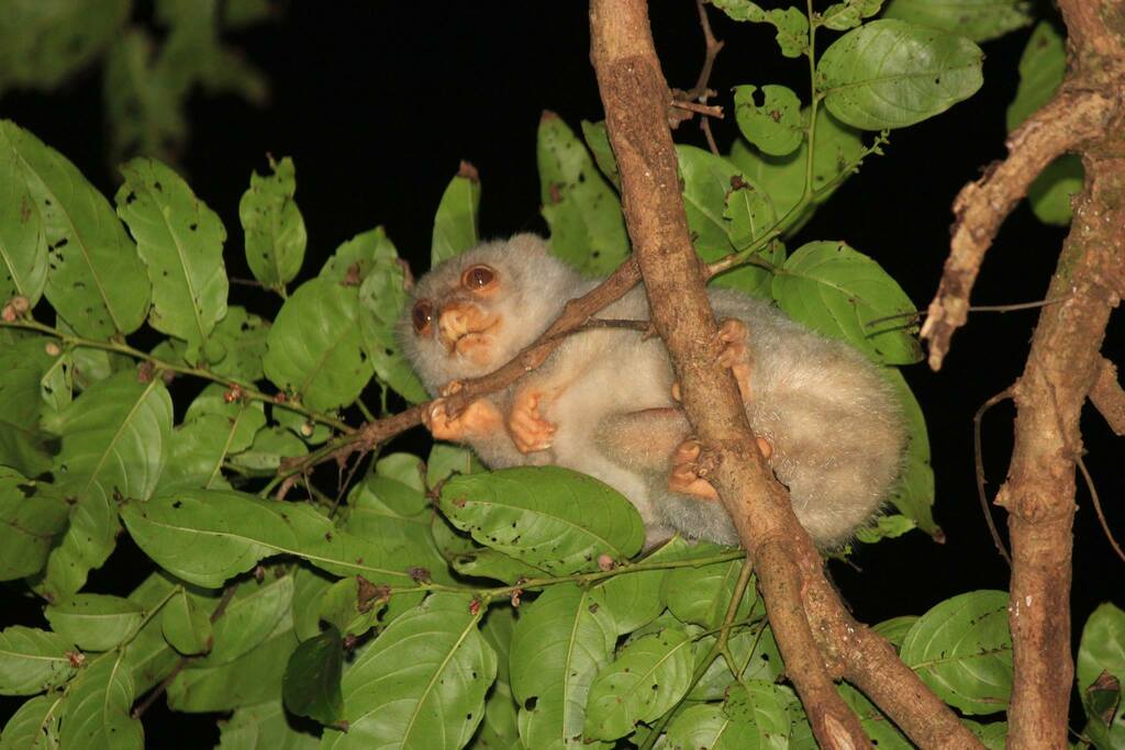 Common Spotted Cuscus from Iron Range, Lockhart QLD 4892, Australia on ...