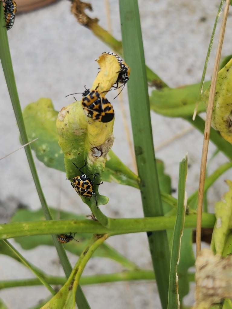 Harlequin Bug from Millsboro, DE 19966, USA on September 11, 2022 at 09 ...