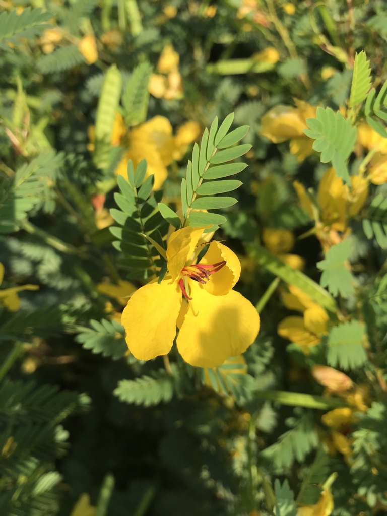 partridge pea from Ennis, TX, US on September 11, 2022 at 08:45 AM by ...