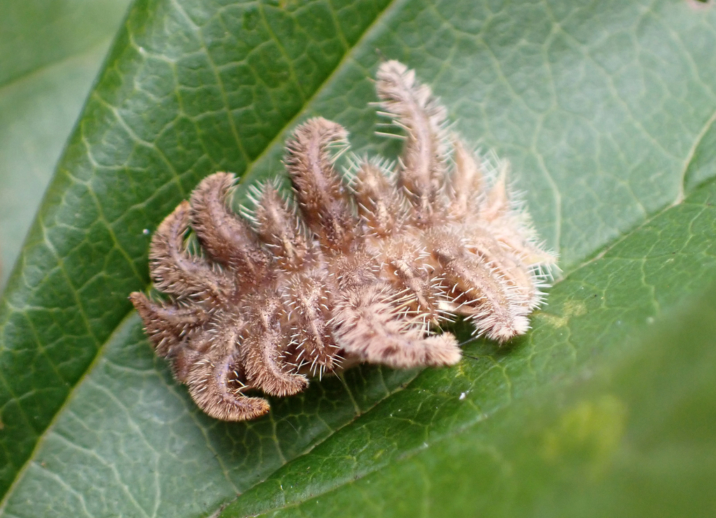 Hag Moth from Woodstock, MD, USA on September 10, 2022 at 08:31 PM by ...