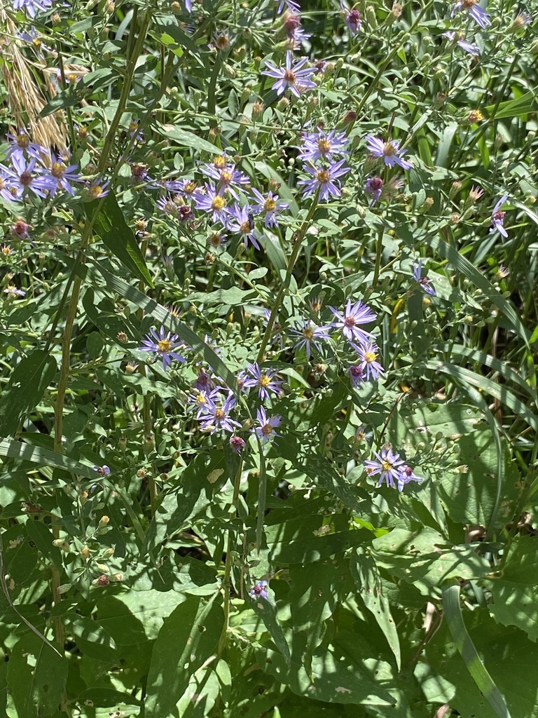 Short's aster from Point Pelee National Park, Leamington, ON, CA on ...