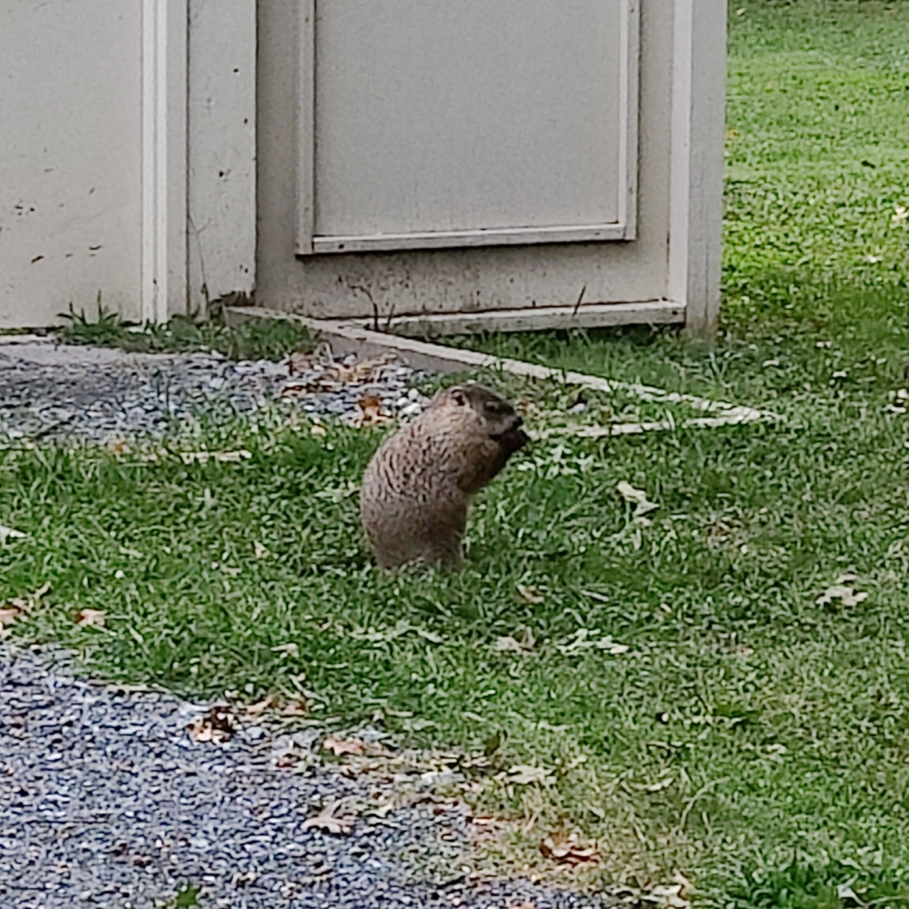 Groundhog from Washington, DC 20001, USA on September 10, 2022 at 07:08 ...