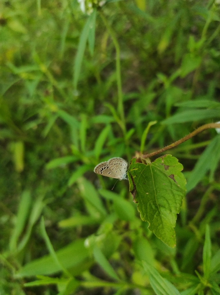 Lesser Grass Blue from Q973+3R3, Pallipuram, Kerala 688541, India on ...