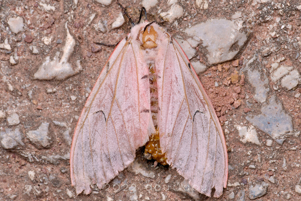 Lymantria brotea lepcha from 中国云南省普洱市景谷傣族彝族自治县 on July 27, 2022 by 豆豆 · ...