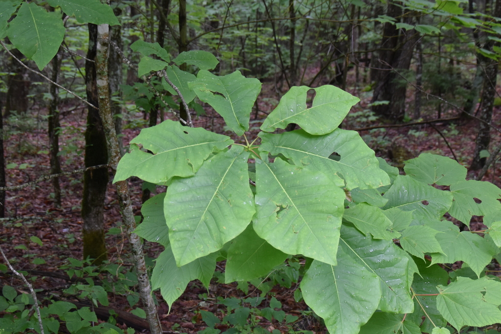 Fraser Magnolia from Grayson County, VA, USA on June 14, 2022 at 01:11 ...
