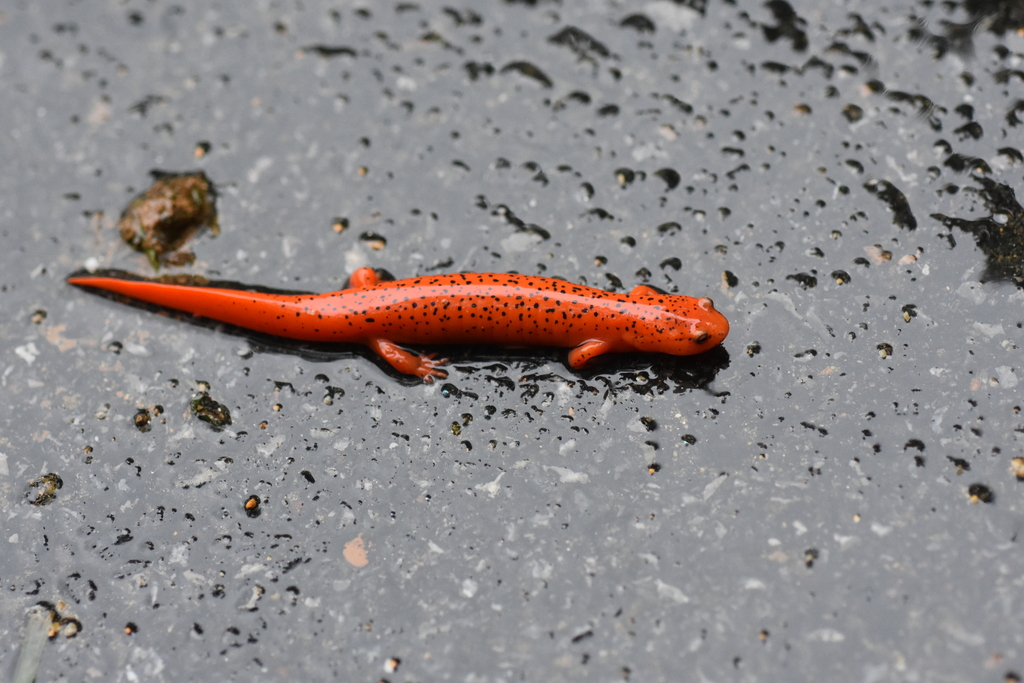 Blue Ridge Red Salamander in September 2022 by Cade · iNaturalist
