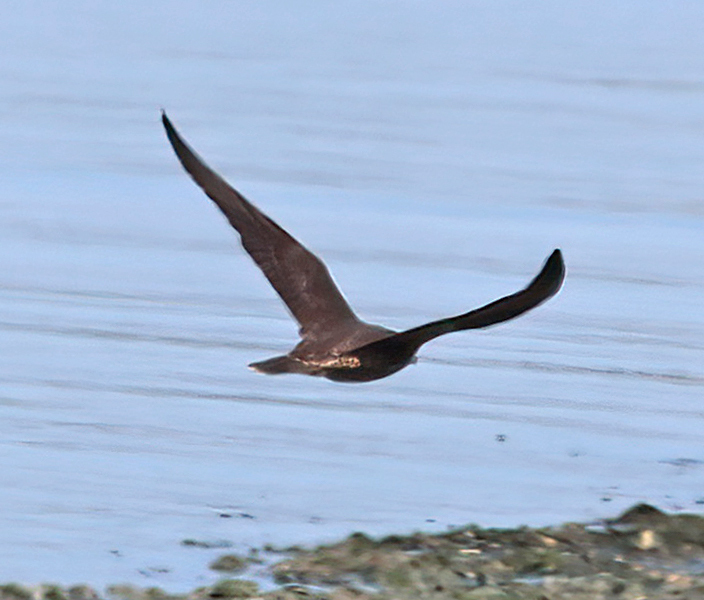 Peregrine Falcon from Watch Hill, Westerly, RI 02891, USA on September ...