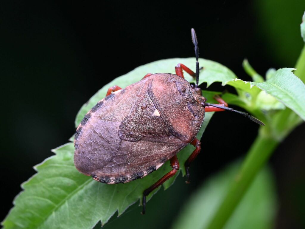 Cyclopelta obscura from 中国云南省西双版纳傣族自治州勐腊县 on September 12, 2022 at 12: ...