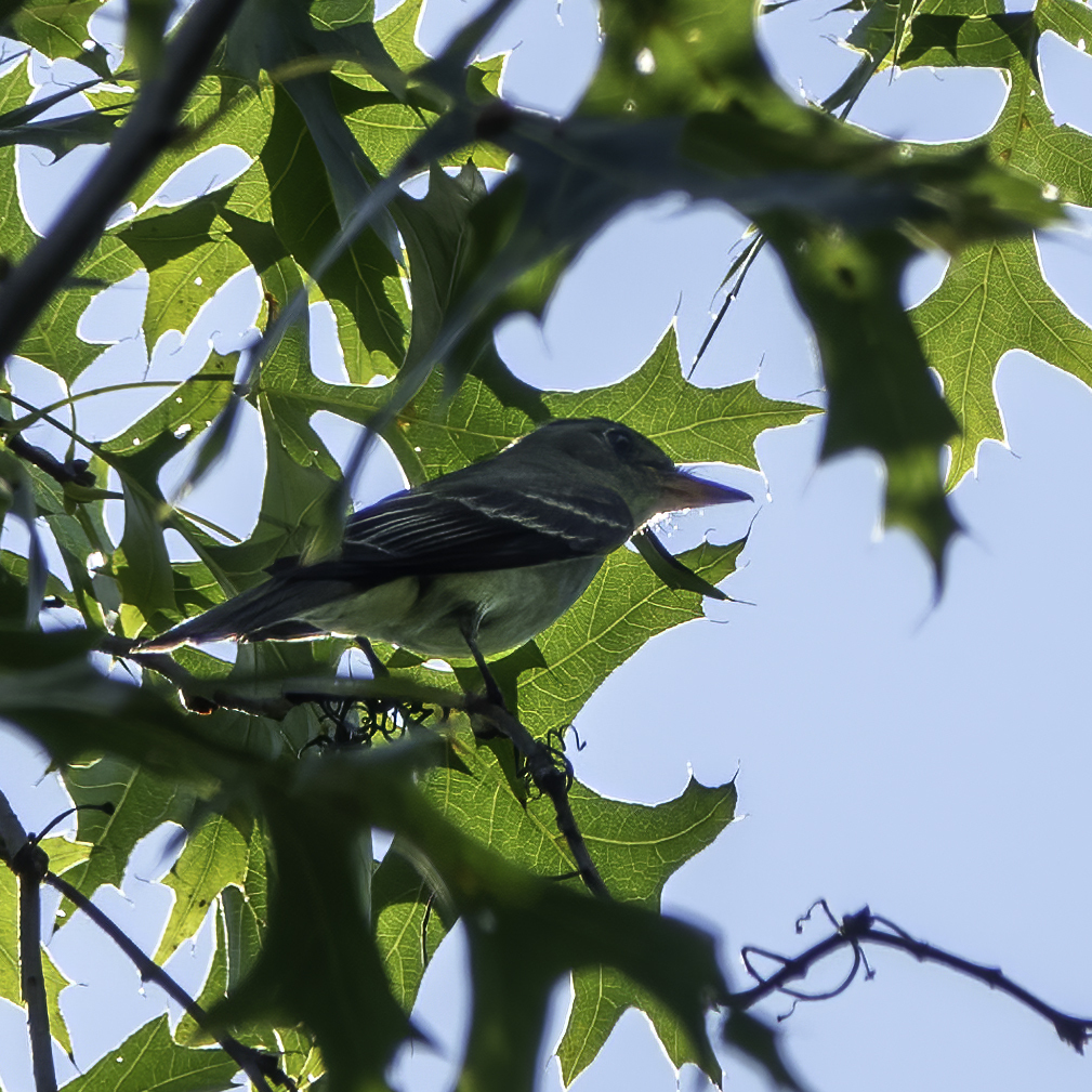 Tyrant Flycatchers from Central Park West Historic District, New York ...