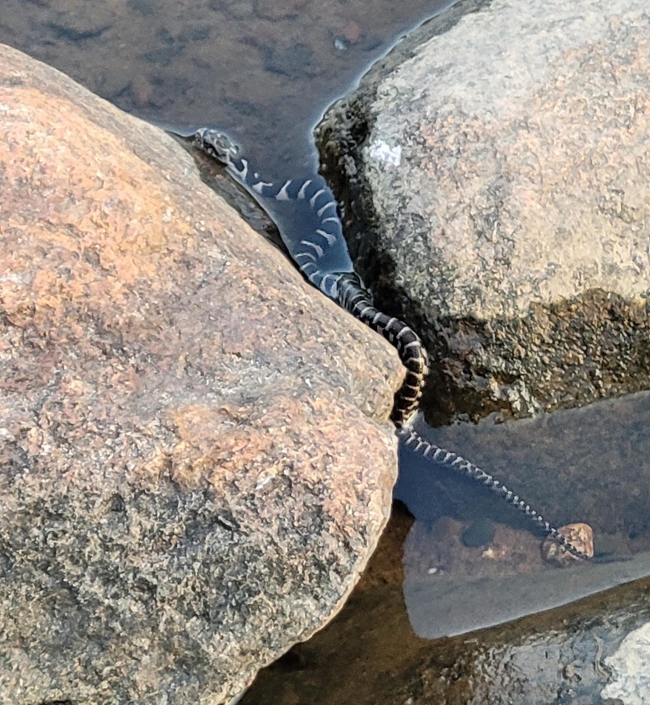 Common Watersnake from Lake Saint Croix, Lakeland, MN, US on September ...
