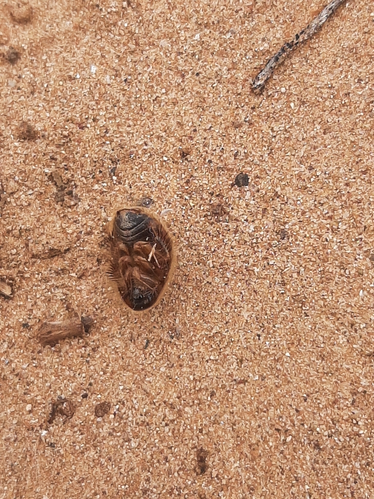 Arenivaga from Alamogordo, NM 88310, USA on September 11, 2022 at 12:26 ...