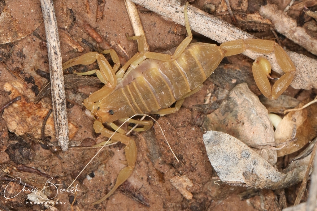 Arizona Bark Scorpion from Tucson Estates, AZ, USA on August 10, 2018 ...