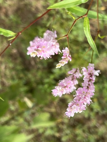 Observations by cherrielee · iNaturalist