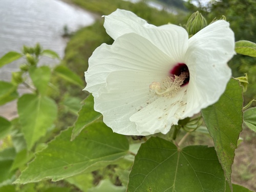 Observations by cherrielee · iNaturalist