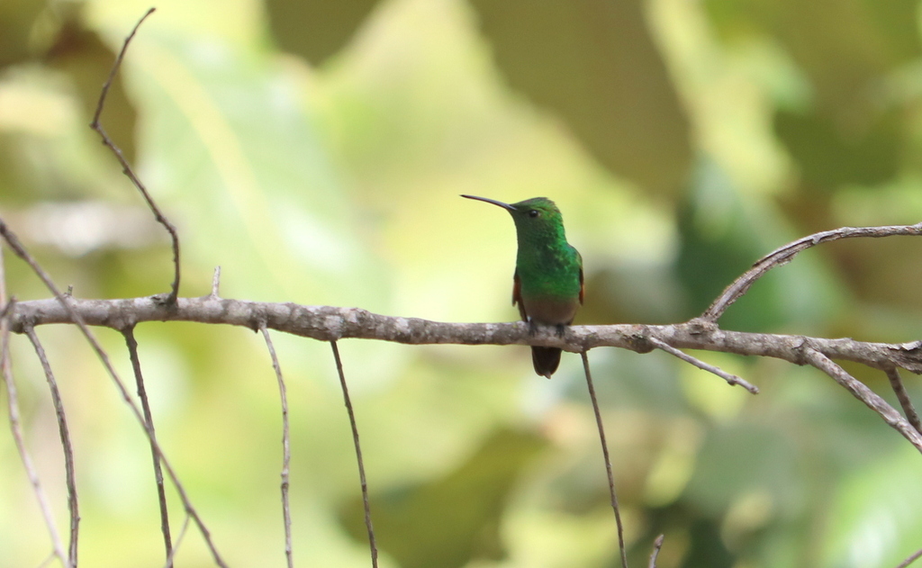 Berylline Hummingbird from Ameca, MX-JA, MX on September 04, 2022 at 10 ...