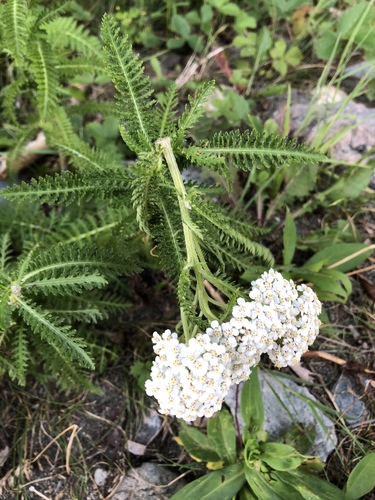 Observations by creoline · iNaturalist