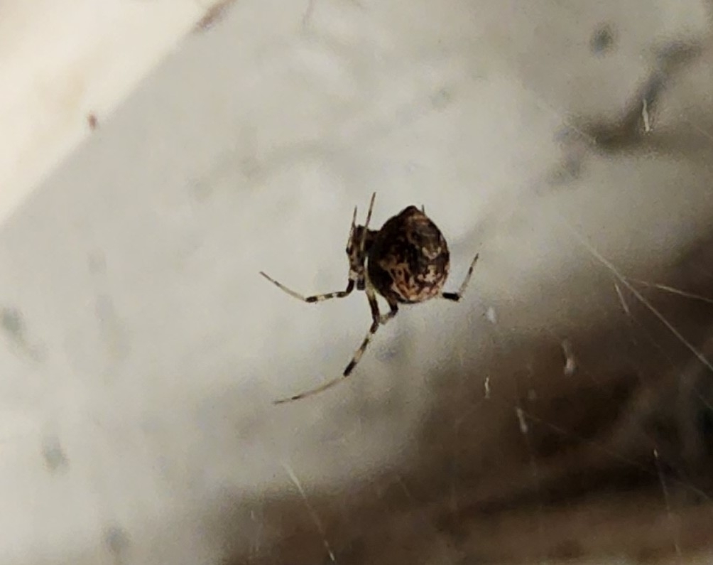 Common House Spider in September 2022 by Jacob Mayer · iNaturalist