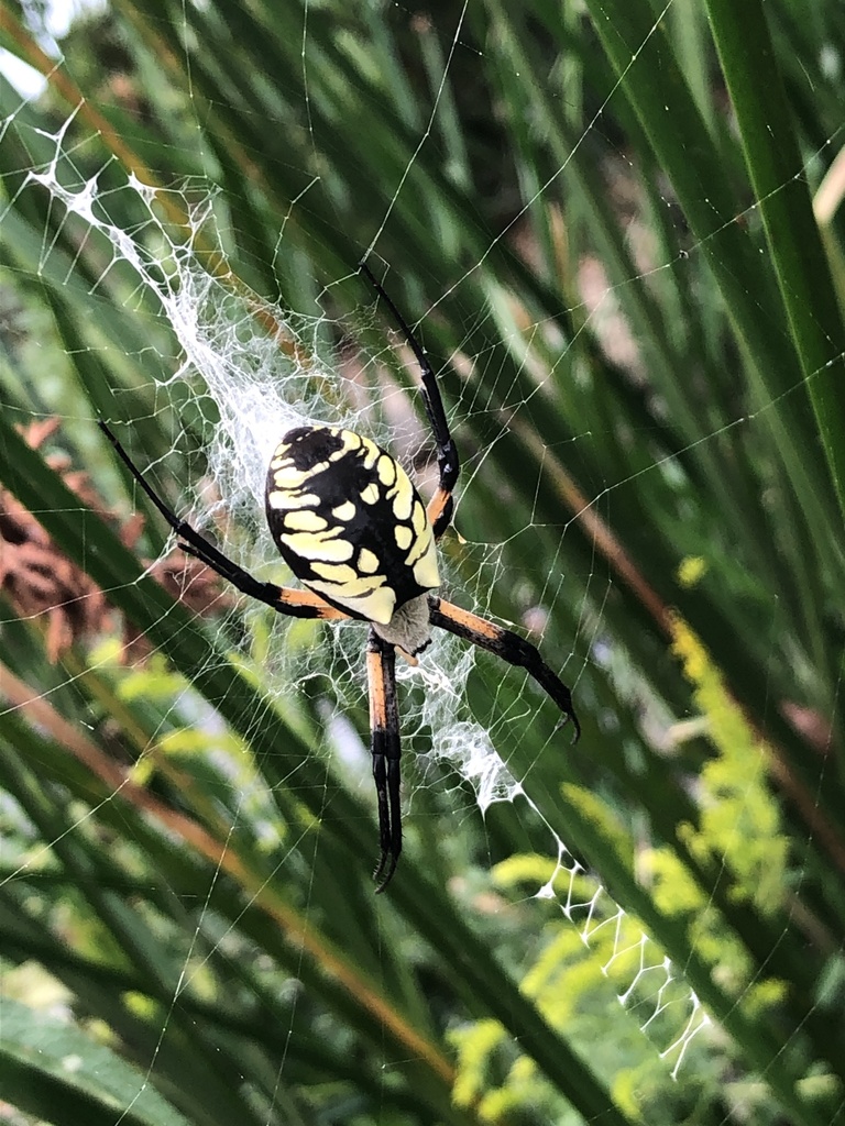 Yellow Garden Spider from Franklin Park, Columbus, OH, US on September ...