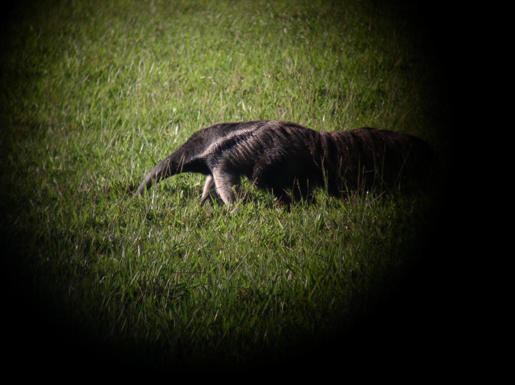 Giant Anteater in March 2006 by Daniel Lane · iNaturalist