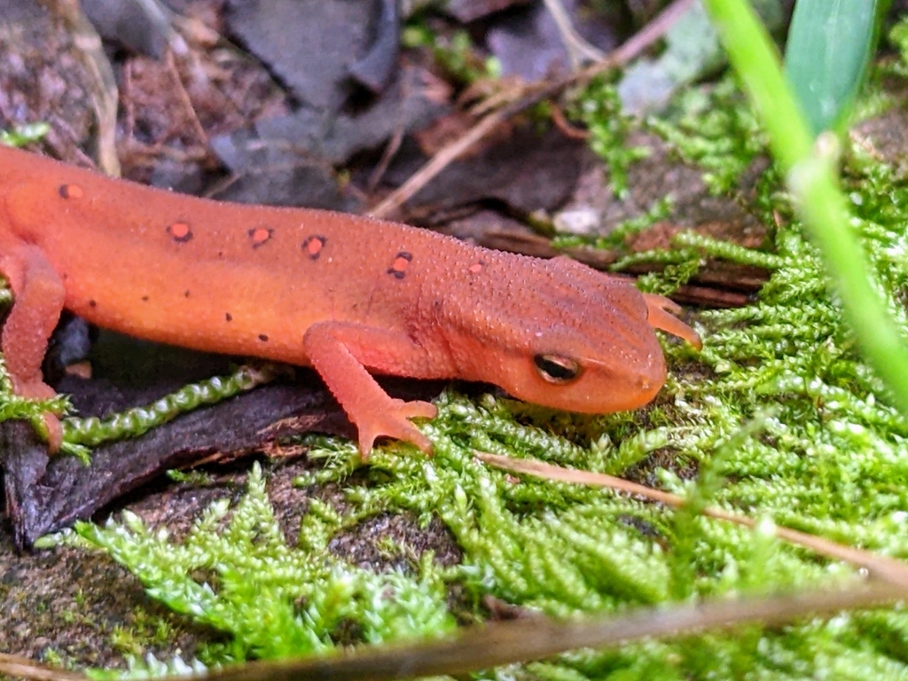 Eastern Newt from Lakewood, PA 18439, USA on September 11, 2022 at 08: ...
