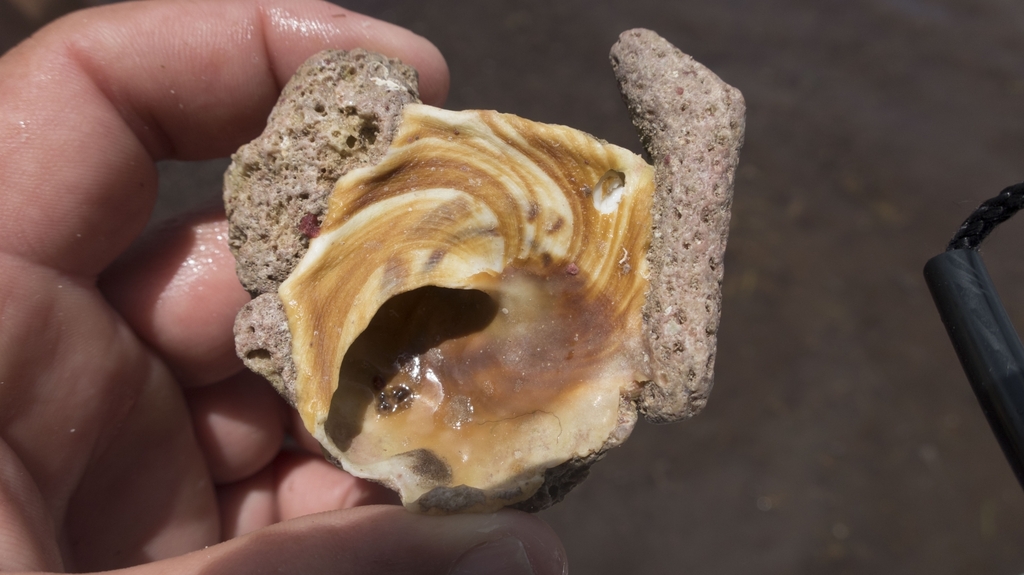 American Carrier Shell from Moon Palace, Cancùn Q. Roo on August 28 ...