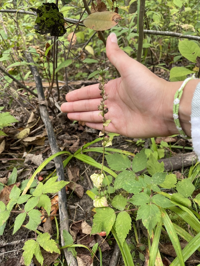 flowering plants from Greenbelt, Ottawa, ON, CA on September 11, 2022 ...