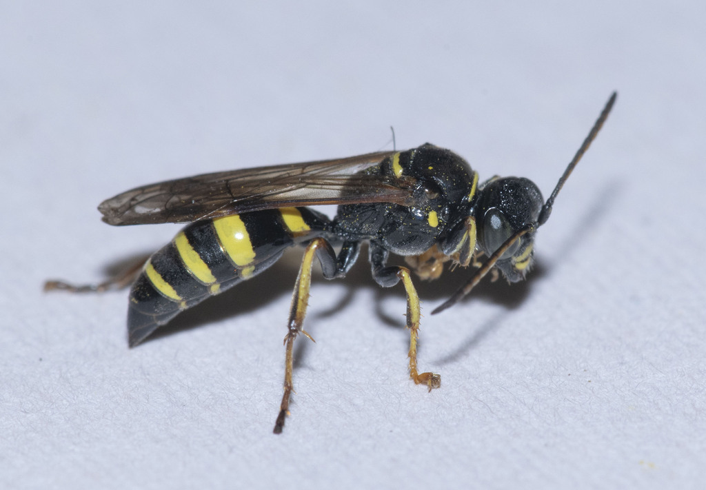 Gorytes canaliculatus from Flemingdon Park, Toronto, ON, Canada on ...