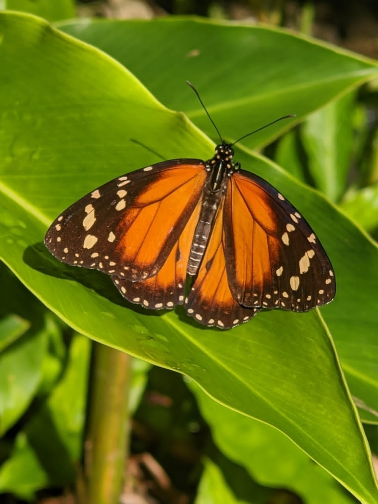 Caribbean Queen in September 2022 by Emely Herrera Arias · iNaturalist