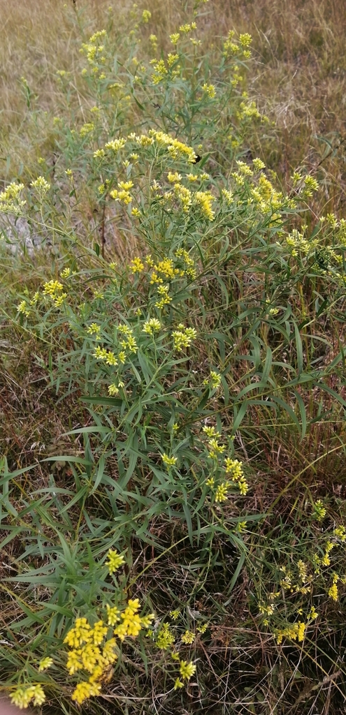 flat-topped goldenrod from Cedarhurst Alvar, Carden Twp, Kawartha Lakes ...