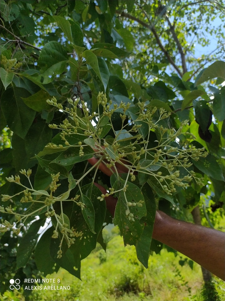 Cordia elaeagnoides from 61971 Mich., México on September 7, 2022 at 11 ...
