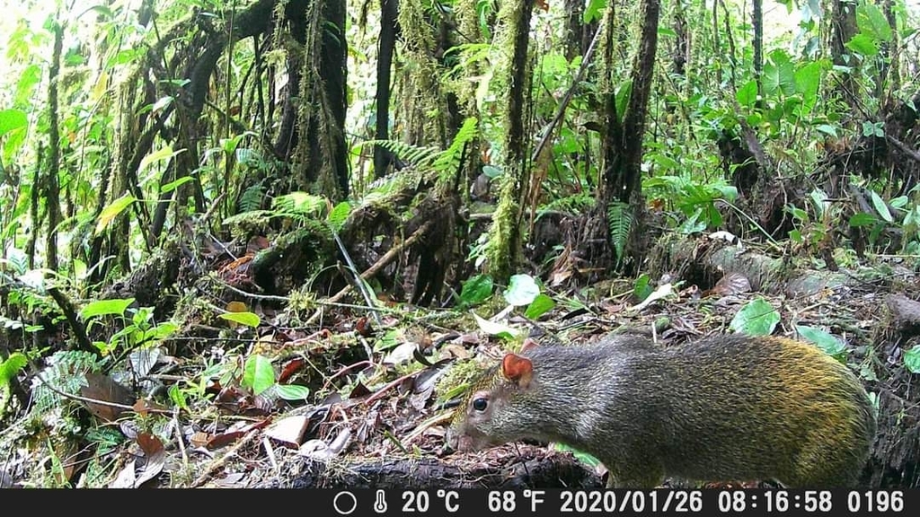 Guaqueque centroamericano desde Barbacoas, Nariño, Colombia el26 de ...