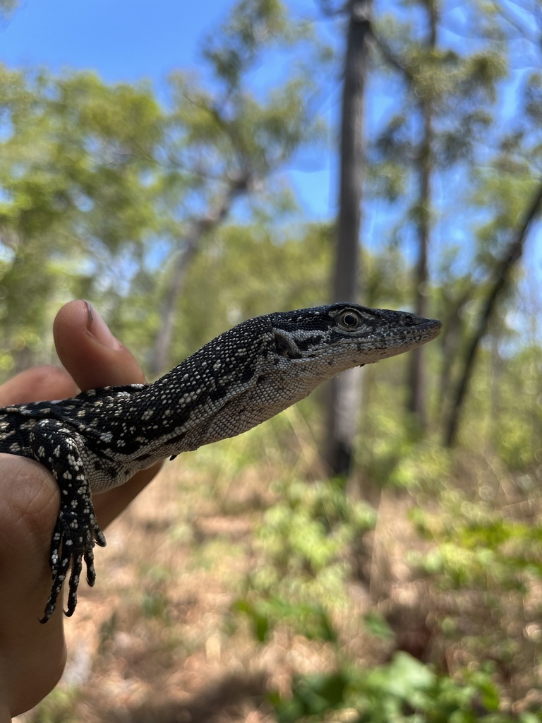 Banded Tree Monitor from Mapoon, QLD, AU on September 06, 2022 at 12:01 ...