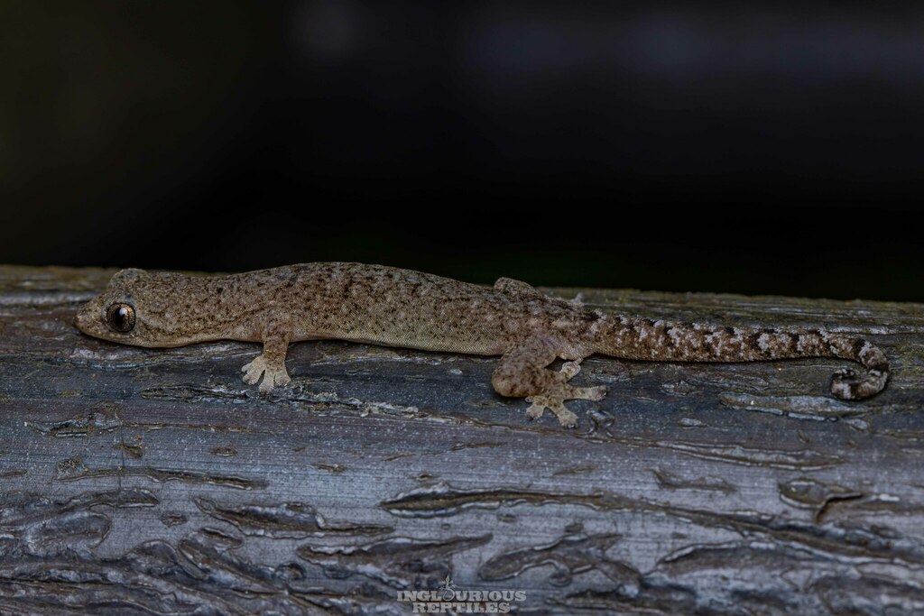 Hong Kong Slender Gecko in September 2022 by Artur Tomaszek · iNaturalist
