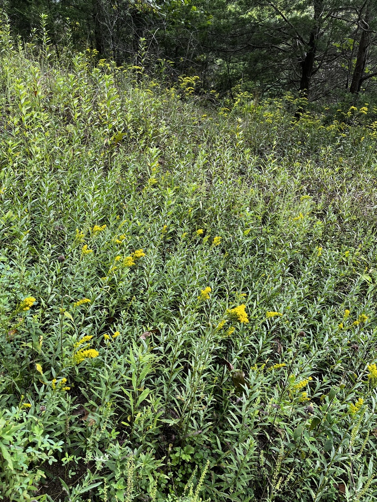 Short's goldenrod in September 2022 by slade · iNaturalist