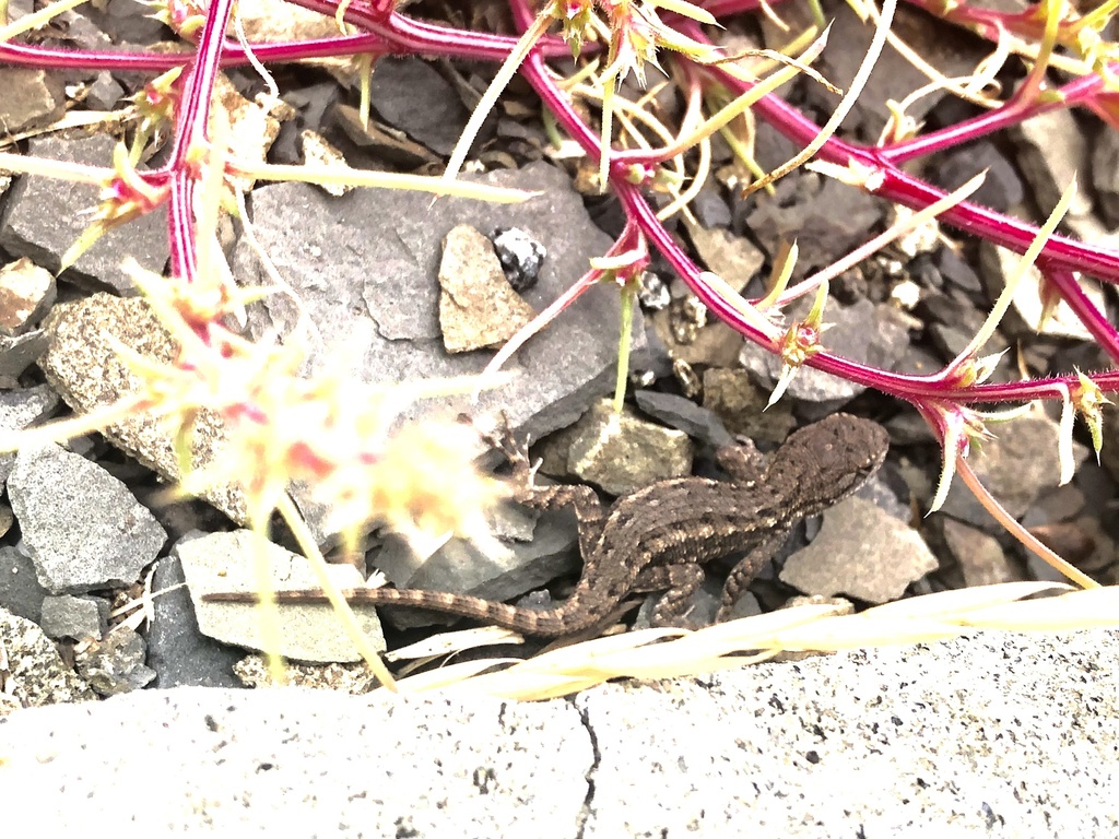 Western Fence Lizard from Okanogan - Wenatchee National Forest, Cle ...