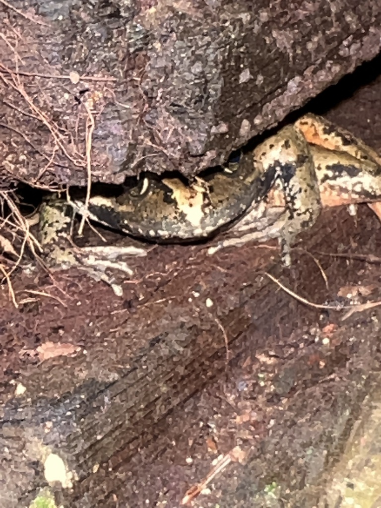 Northern Red-legged Frog in September 2022 by Hannah Siemer · iNaturalist