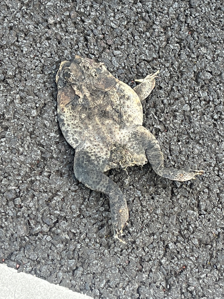 Cane Toad from Hawaiʻi, Kurtistown, HI, US on September 11, 2022 at 05: ...