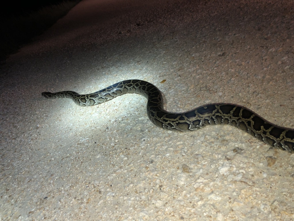 Burmese Python from 21700–21716 SW 216th St, Miami, FL, US on August 9 ...