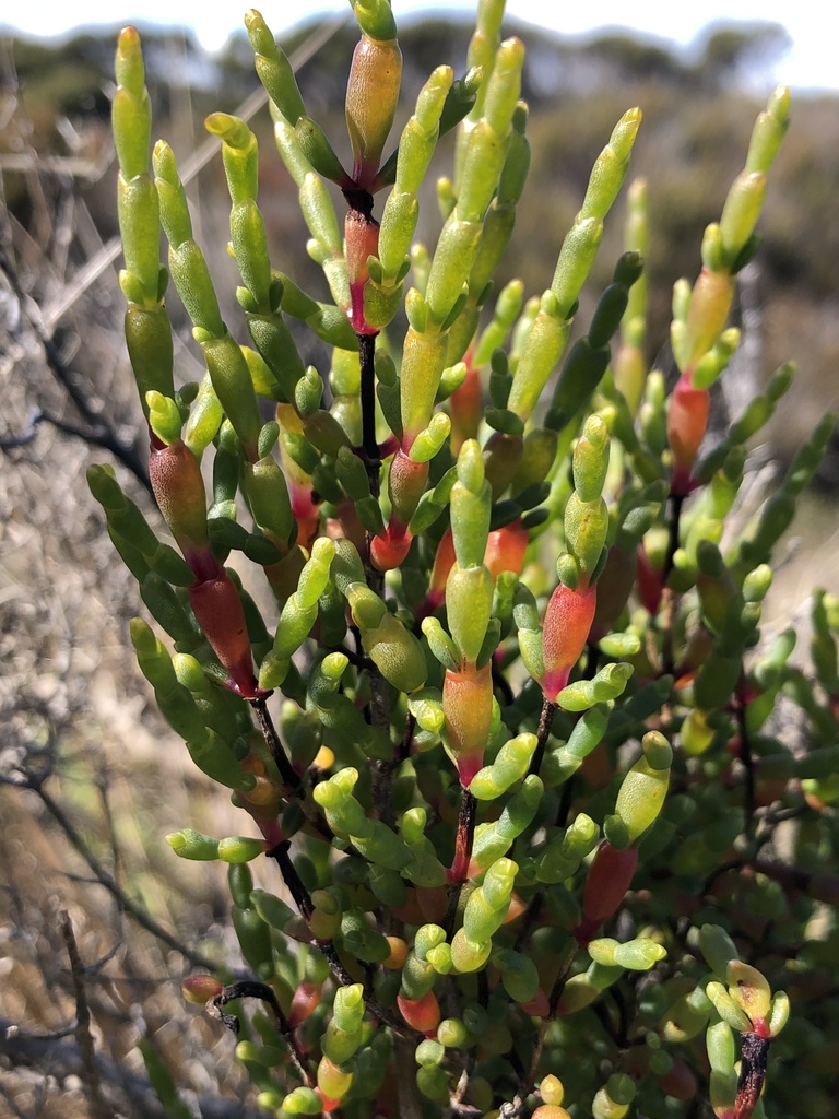 Shrubby Glasswort from Princes Highway, Tilley Swamp, SA, AU on ...