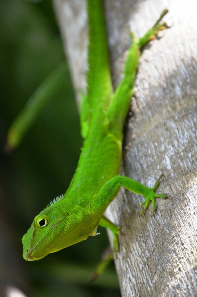 Jamaican Giant Anole from 6438–6498 SW 70th St, South Miami, FL, US on ...